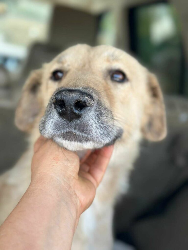 Stichting Woozy | Rescue Dogs | Adopteer een hond