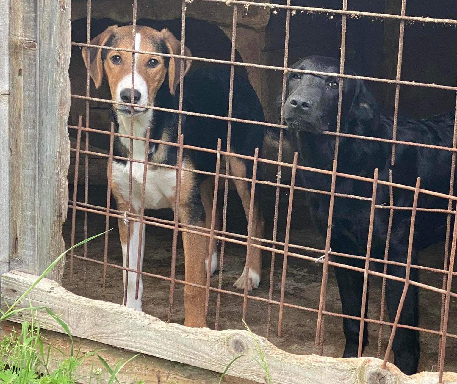 Stichting Woozy | Rescue Dogs | Adopteer een hond